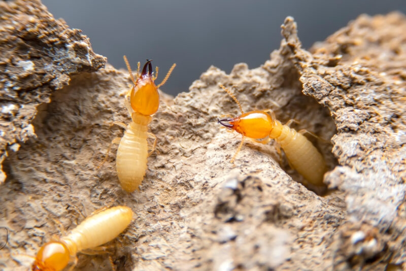 Termite Trouble? Signs of Damage Around Your Windows