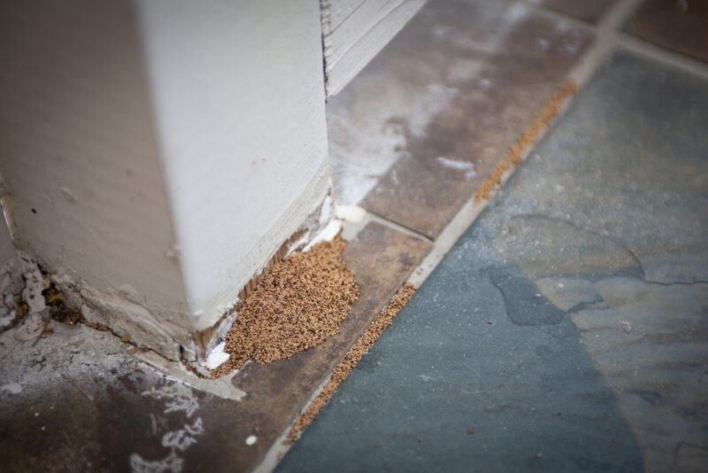 Termite Trouble? Signs of Damage Around Your Windows