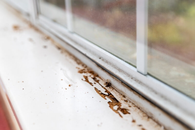 Termite Trouble? Signs of Damage Around Your Windows